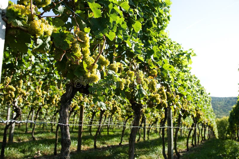 New vine harvest stock image. Image of grape, wuerttemberg - 11756247