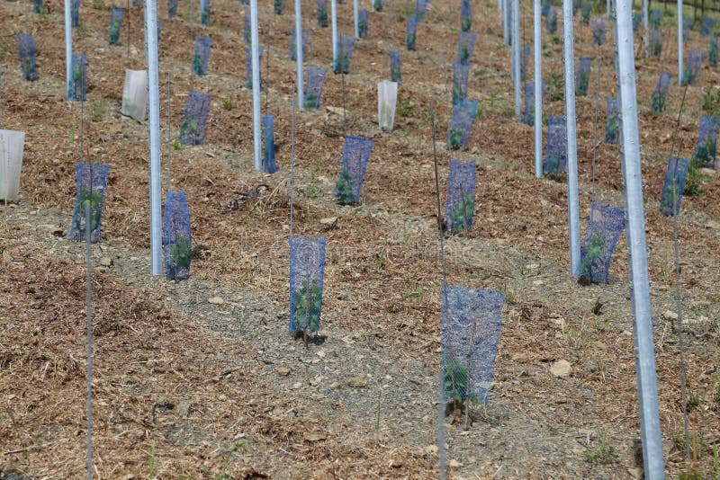 New vines stock photo. Image of vineyard, protected, planted - 75201488