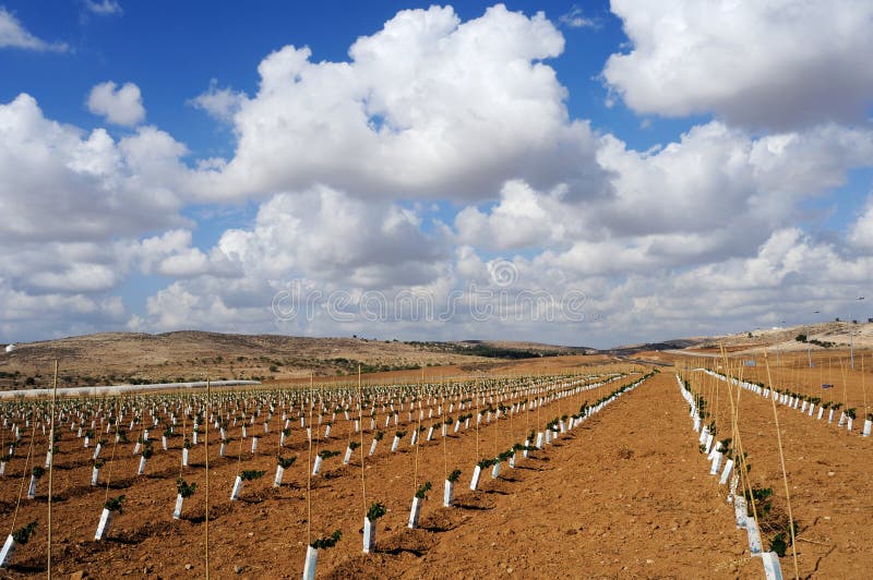 New vineyard stock photo. Image of plough, plow, fruits - 11294974