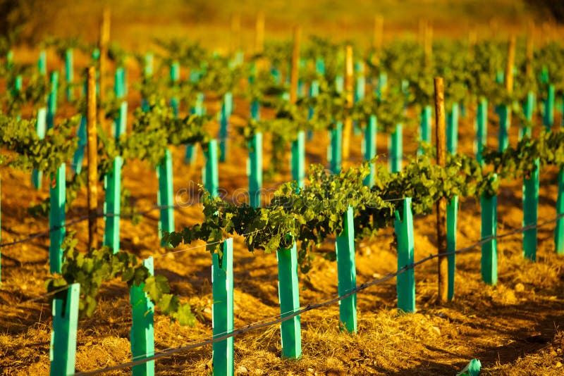 New vineyard stock photo. Image of autumn, growth, hill - 26340722