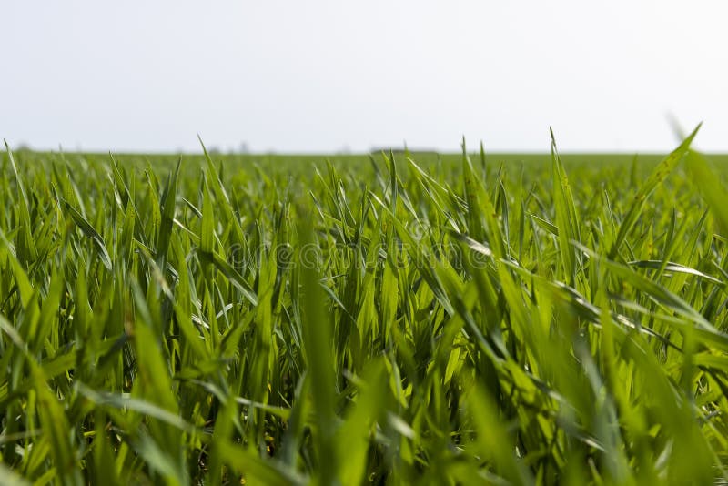New Wheat Crop in the Field Stock Photo - Image of foliage, green ...