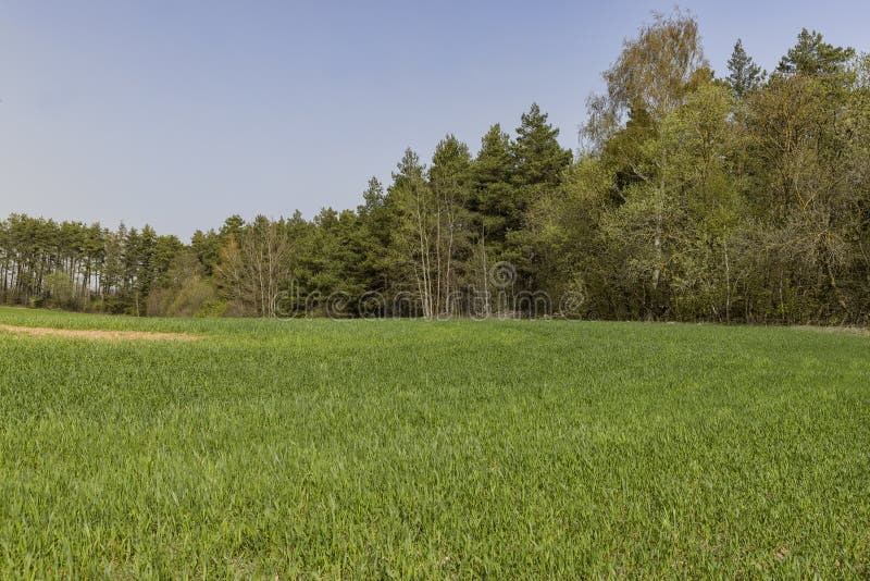 New Wheat Crop in the Field Stock Photo - Image of grain, farmland ...