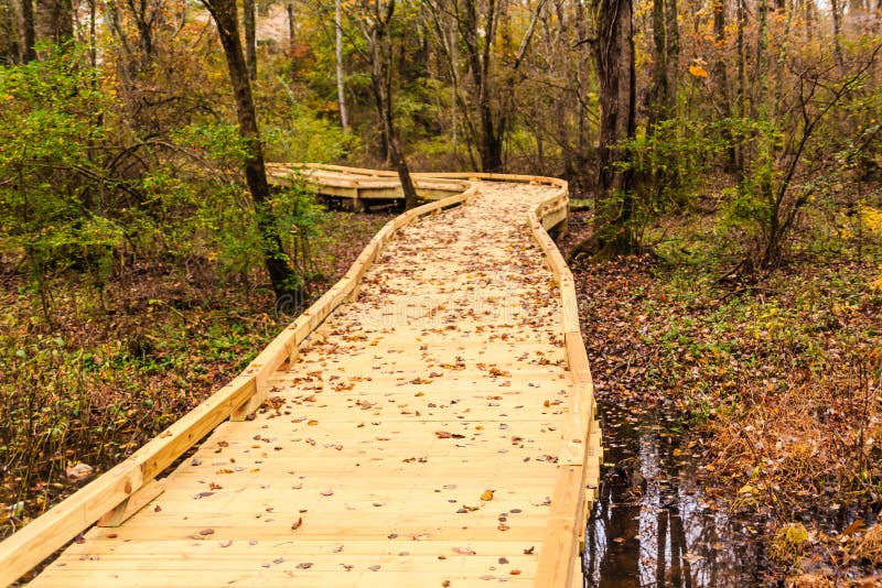 New Wood Trail in Fall stock photo. Image of park, walking - 103321190