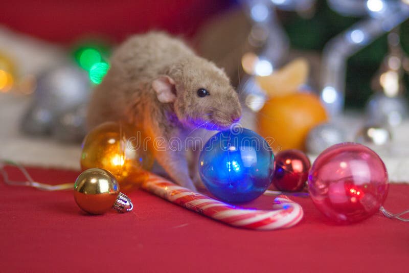New Year`s Beige Rat is Eating Candy. Mouse among Stock Photo - Image ...