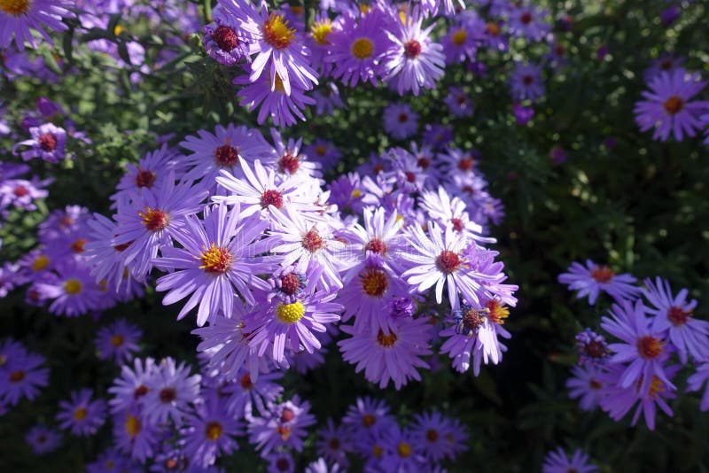 New York Aster with Bright Violet Flowers Stock Photo - Image of garden ...