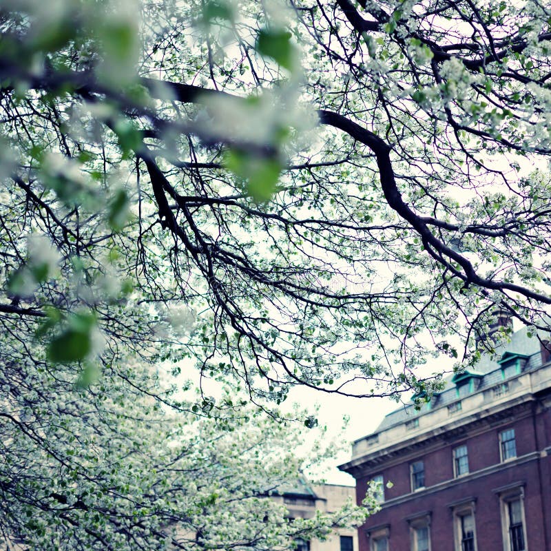 New York city Spring stock image. Image of dreamy, copy - 50187237
