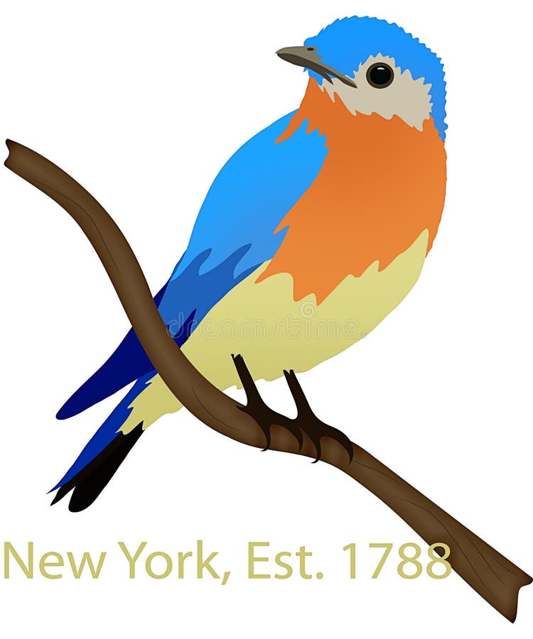 Eastern Bluebird Stock Illustrations – 320 Eastern Bluebird Stock ...