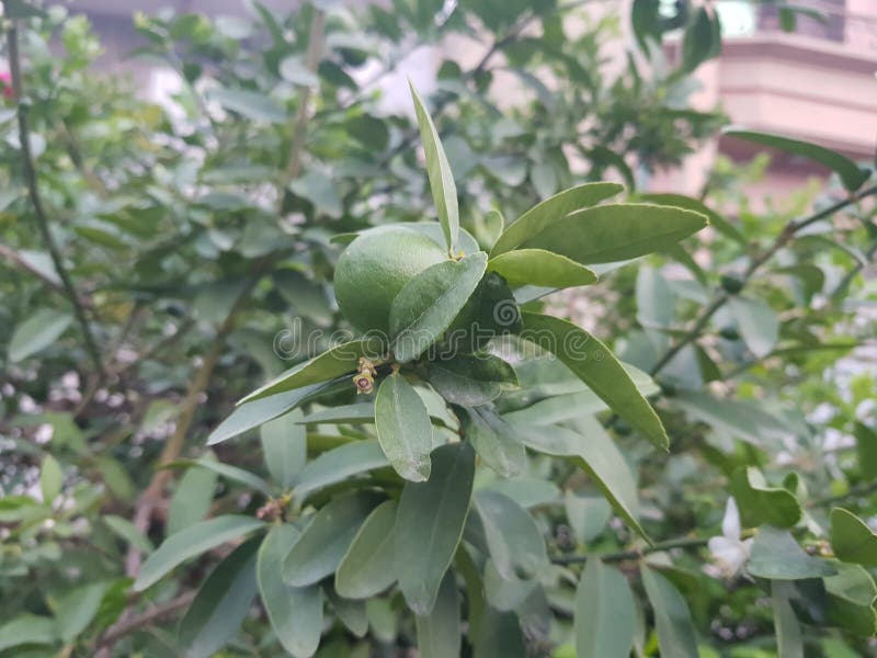 New Young Lime Grow in the Tree Stock Image - Image of lime, young ...