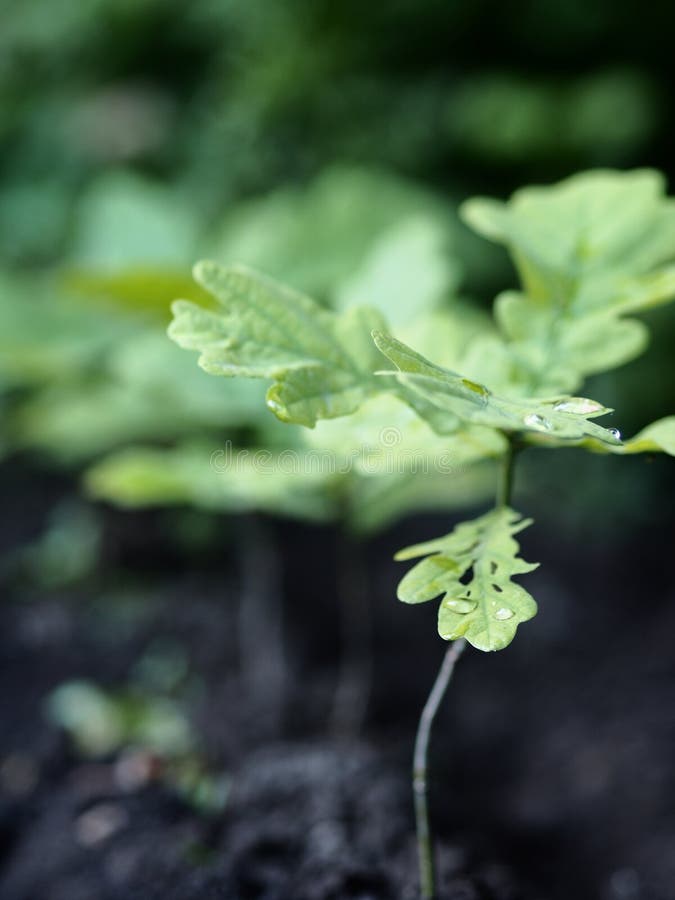 New Young Oak Trees, Sprouting from the Seeds of the Acorn.the ...