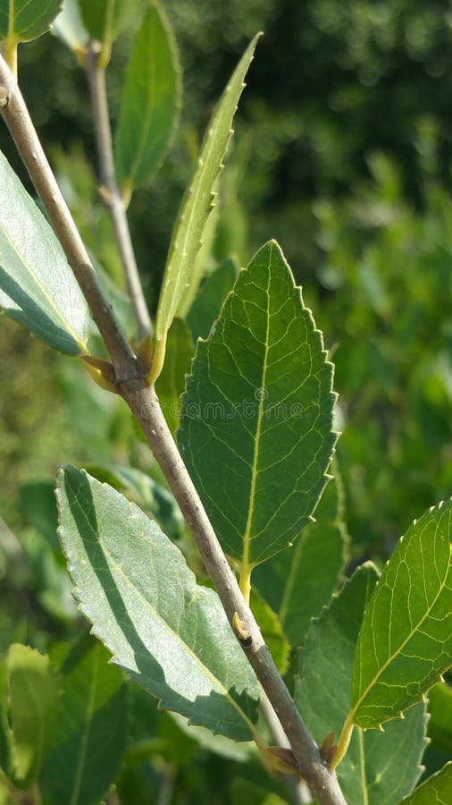 Spring Starts from Young Fresh Leaves Stock Photo - Image of fresh ...