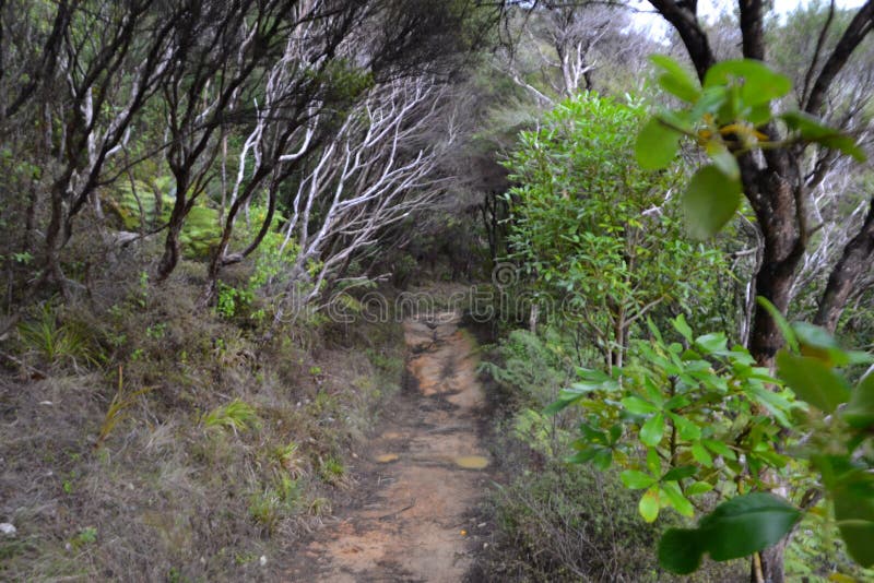 Path into jungle stock photo. Image of path, pacific - 181903244