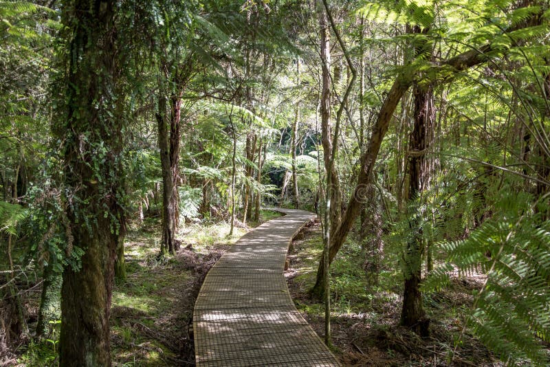 New Zealand Boardwalk Path stock photo. Image of foliage - 109794368