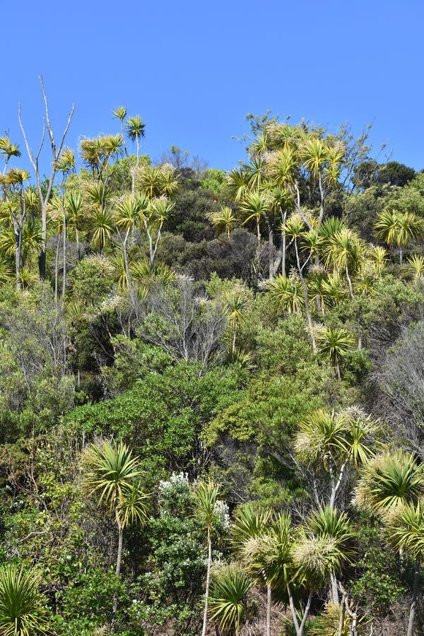 New Zealand bush. stock image. Image of zealand, greenery - 63134097