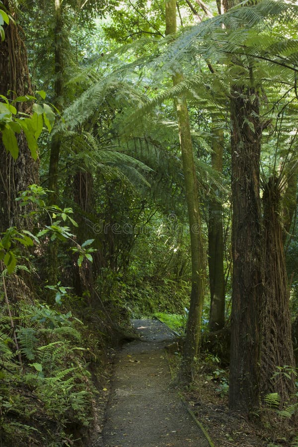 New Zealand bush stock photo. Image of moss, tramp, path - 62520180