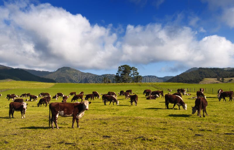 New Zealand Countryside stock image. Image of landscape - 15959071