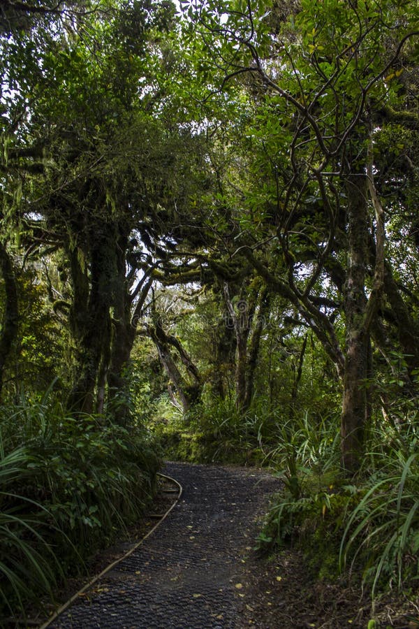 New Zealand forest path stock photo. Image of outdoor - 110951986