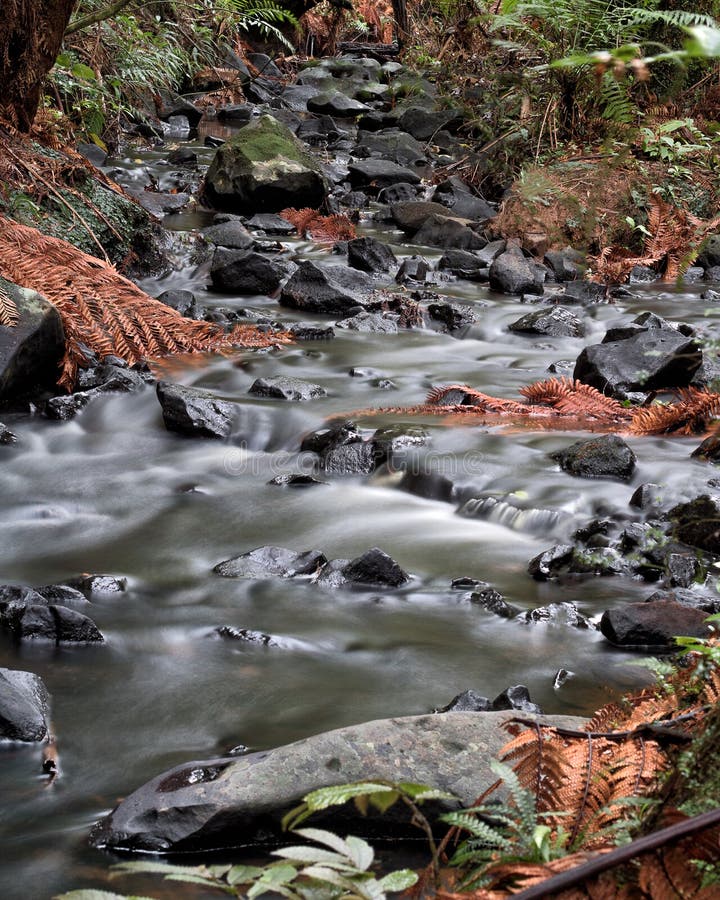 Small Stream in a Forest in New Zealand Stock Image - Image of fresh ...