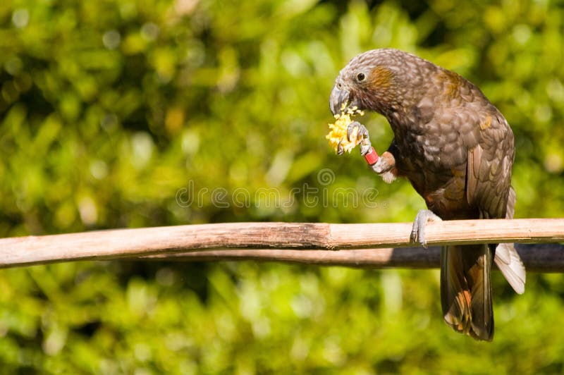Eating kaka s stock image. Image of septentriona, bruce - 16857917