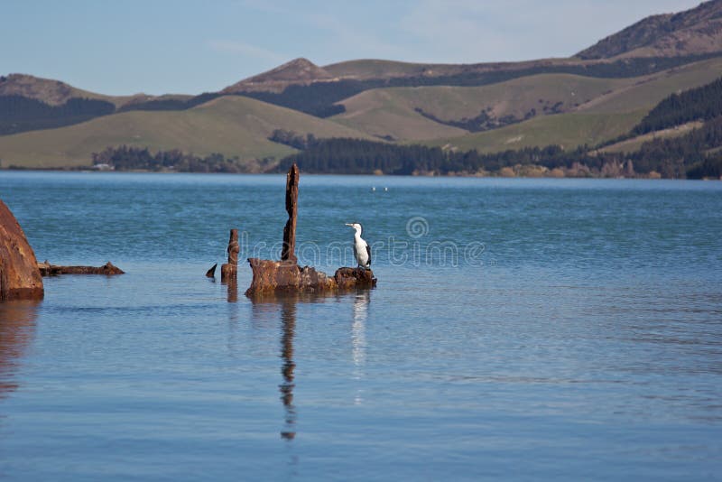 New Zealand King Shag stock photo. Image of object, neck - 20867354