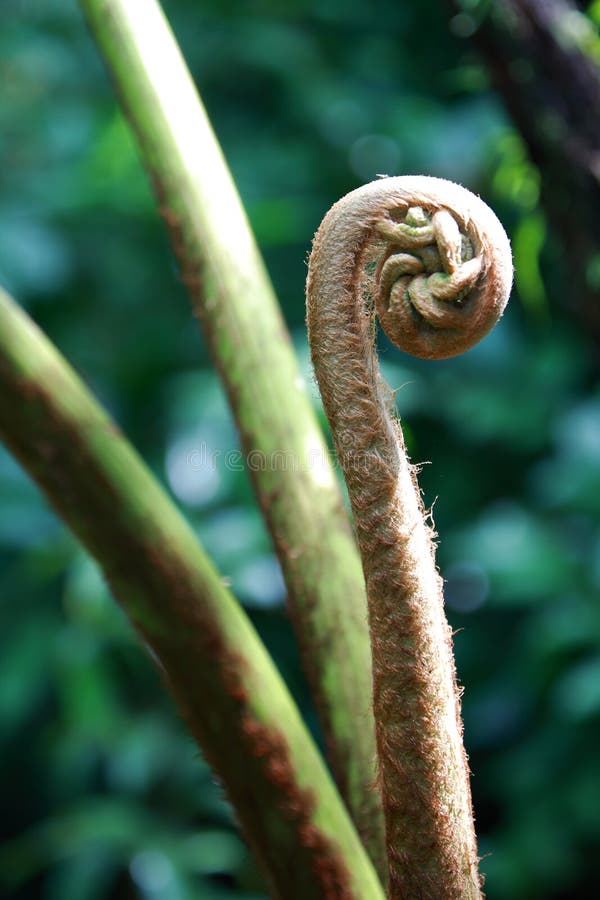 Koru Tree Fern Symbol of New Zealand Stock Image - Image of travel ...