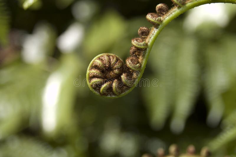 Koru Tree Fern Symbol Of New Zealand Stock Image - Image of native ...