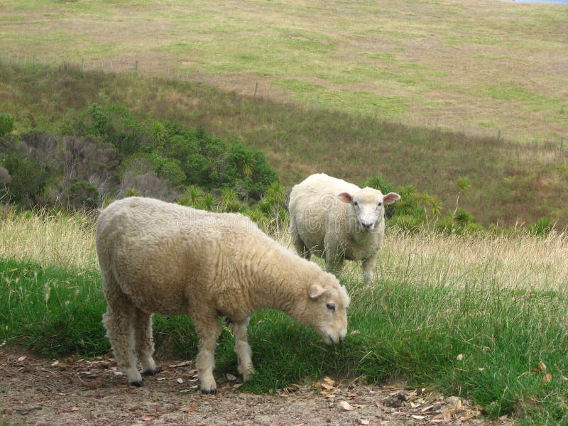 New Zealand lamb stock image. Image of grazing, peaceful - 18322677