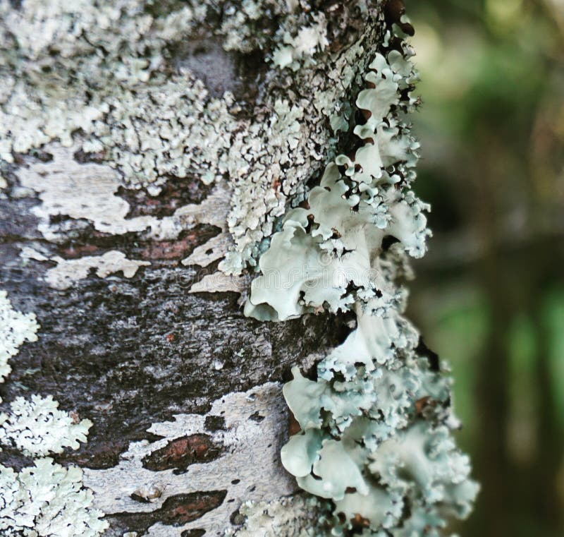 New Zealand lichens stock image. Image of tree, native - 126277369
