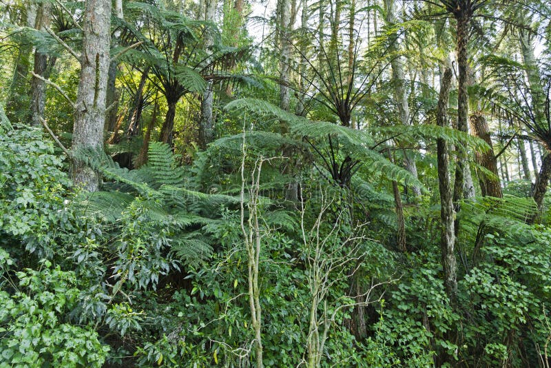 New Zealand Native Bush stock image. Image of plant, flora - 92688069