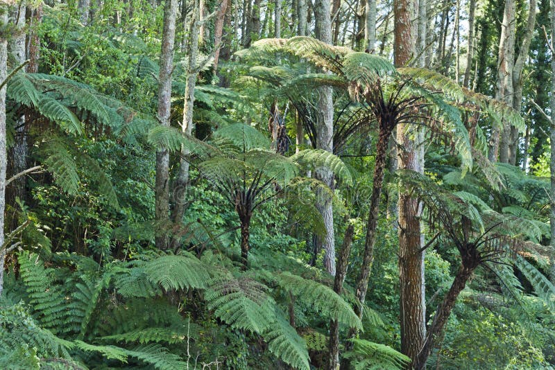 New Zealand Native Bush stock photo. Image of nature - 92688150
