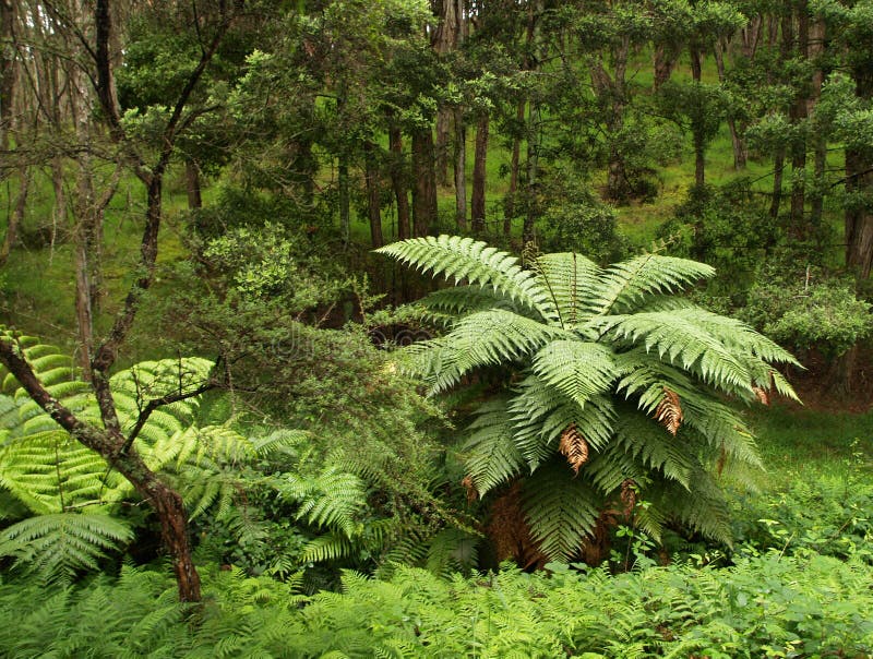 New Zealand native forest stock image. Image of fern - 13030035