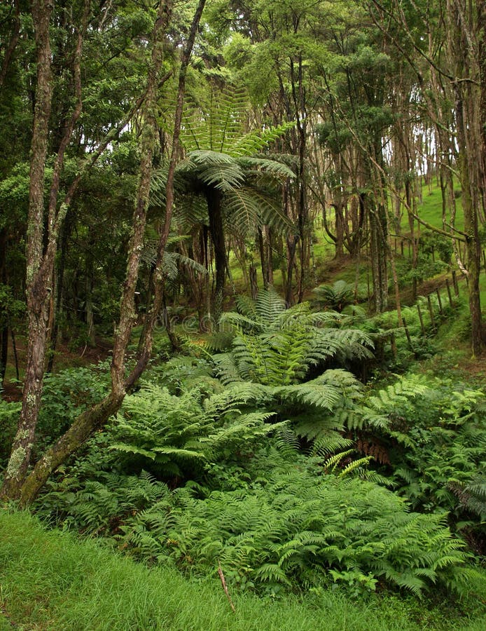 New Zealand native forest stock image. Image of grow - 13030149