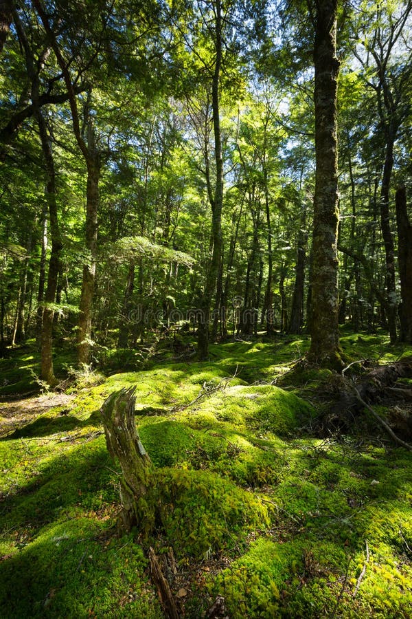 Native Beech Forest, New Zealand Stock Image - Image of walks, track ...