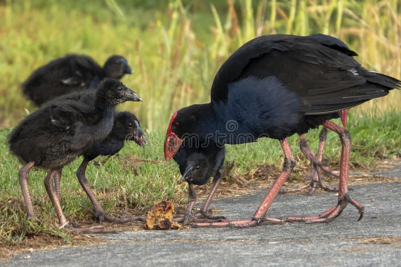 A New Zealand Native Pukeko Feeding a Group of Babies Stock Image ...