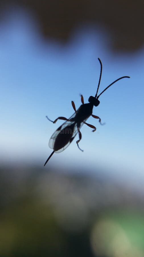 New Zealand Native Wasp Picture. Image: 92651779
