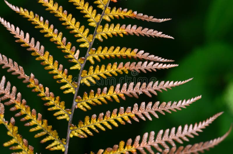 New Zealand Natives Plants Trees Stock Photos - Free & Royalty-Free ...