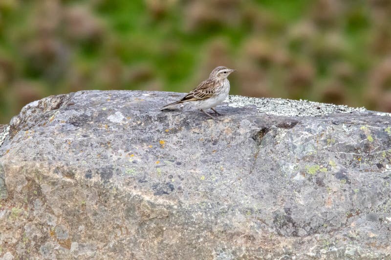 A New Zealand Pipit in New Zealand Stock Photo - Image of pipit, bird ...