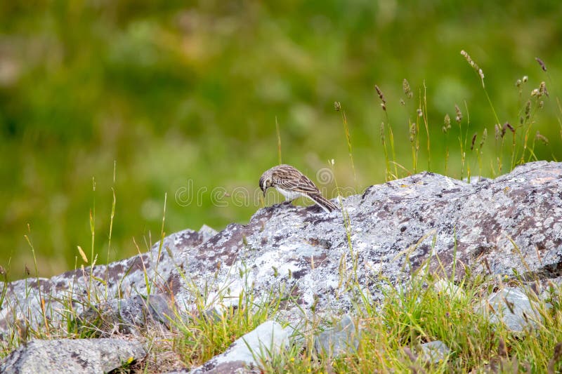 A New Zealand Pipit in New Zealand Stock Photo - Image of wildlife ...