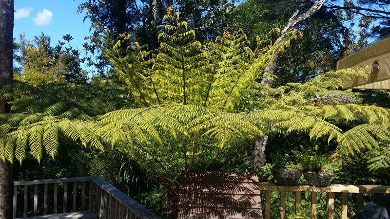 New Zealand Punga Tree stock image. Image of rebirth - 47501763