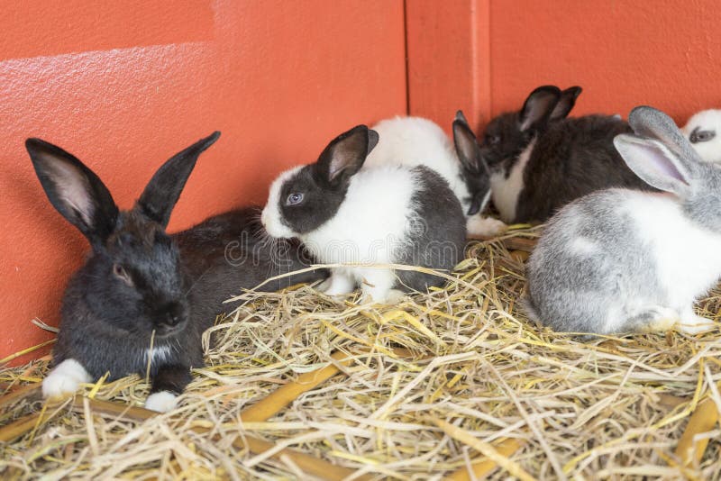 New Zealand Red rabbit stock image. Image of animal, nose - 73188419