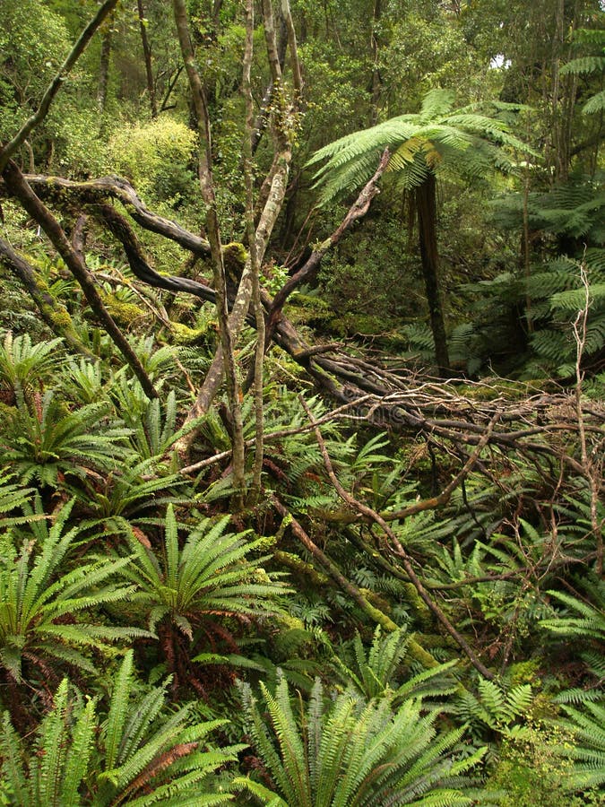 New Zealand native forest stock image. Image of grow - 13030149