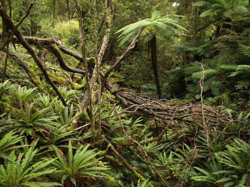 New Zealand native forest stock image. Image of grow - 13030149
