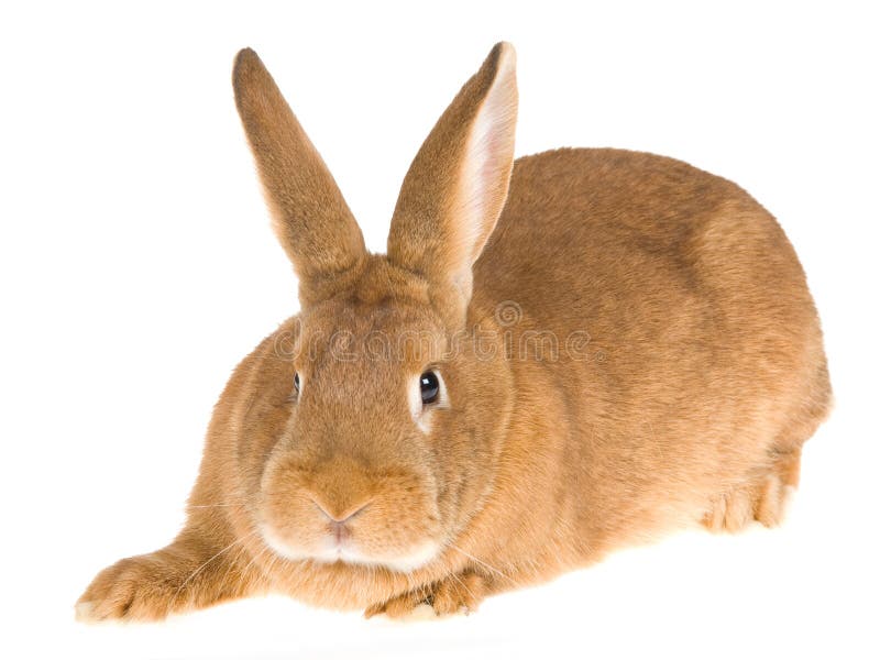 New Zealand Red Domesticated Rabbit, On White Back Stock Photo - Image ...