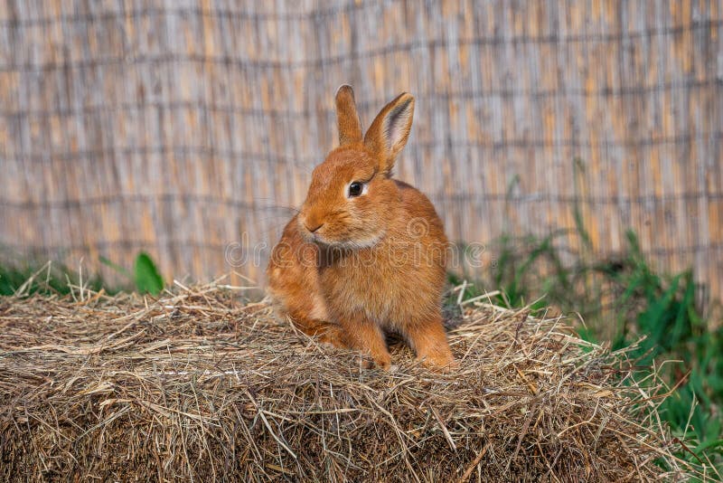 New Zealand Red Medium Sized Rabbit Sitting on a Hay before Easter ...