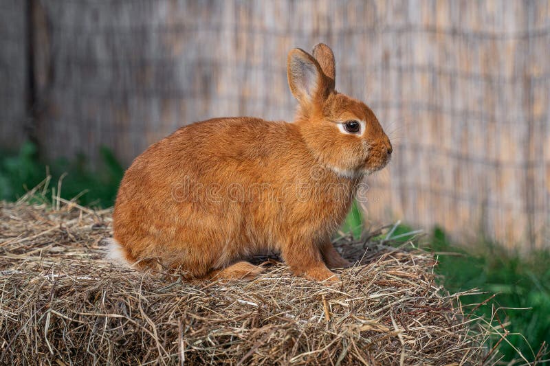 New Zealand Red Medium Sized Rabbit Sitting on a Hay before Easter ...