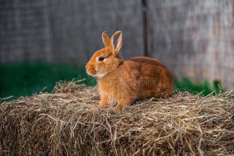 New Zealand Red Medium Sized Rabbit Sitting on a Hay before Easter ...