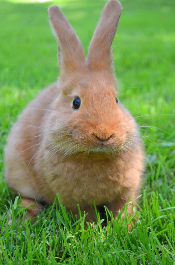 New Zealand Red rabbit stock image. Image of animal, nose - 73188419