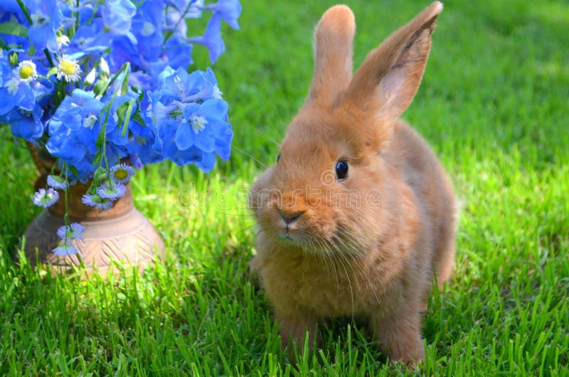 New Zealand Red rabbit stock image. Image of cute, animal - 73188077