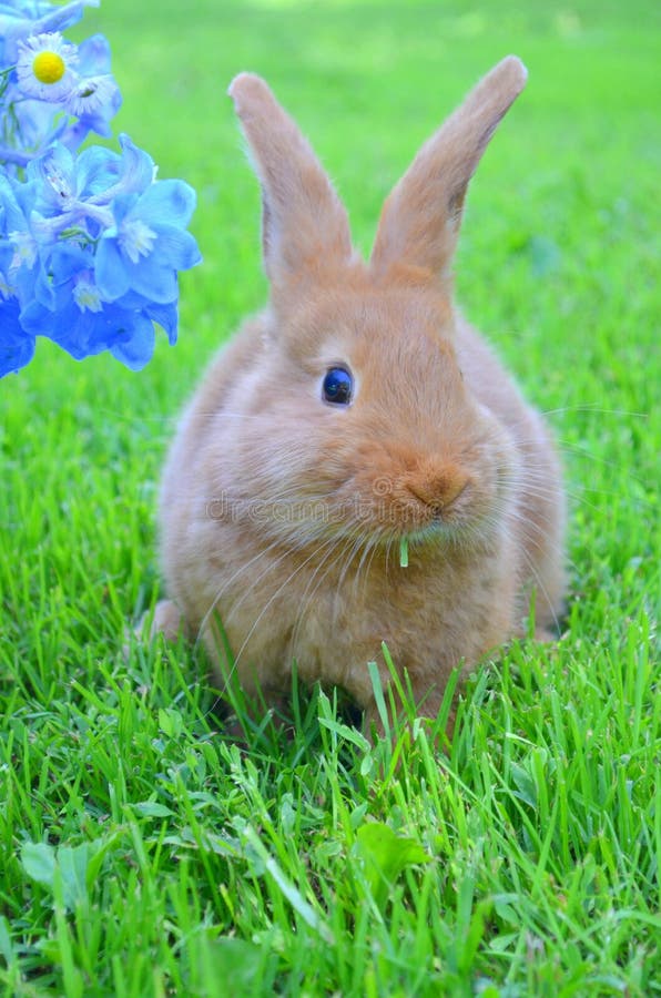New Zealand Red rabbit stock image. Image of animal, nose - 73188419