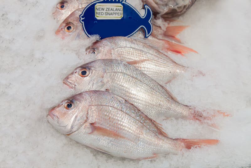 Zealand Red Snapper Fish Stock Photos - Free & Royalty-Free Stock ...