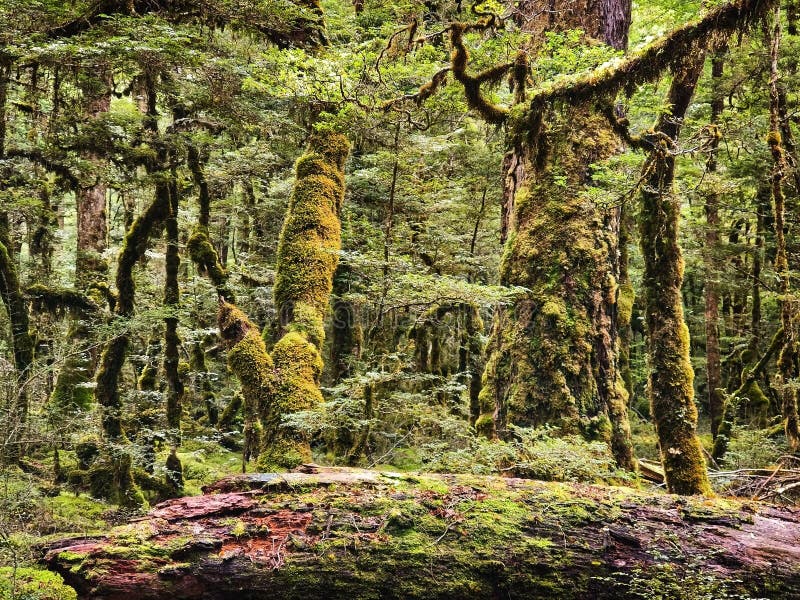 New Zealand S Moderate Rainforest with Fallen Trees Covered with Dense ...